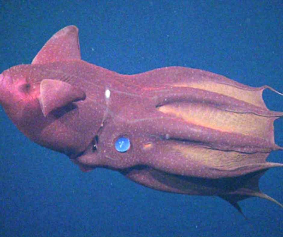 Beyond the Reach of Light: Unleashing the Marvels of Deep Sea Survival