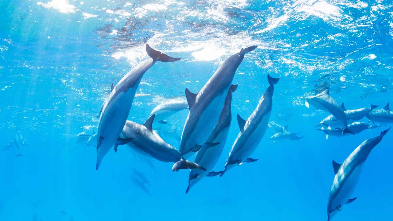 Ocean Einsteins: Exploring the genius minds of dolphins