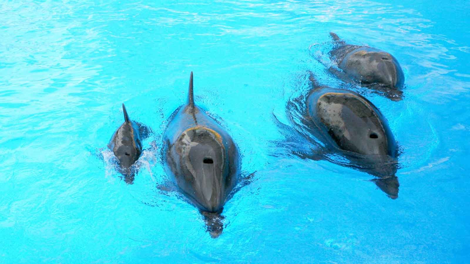 Ocean Einsteins: Exploring the genius minds of dolphins