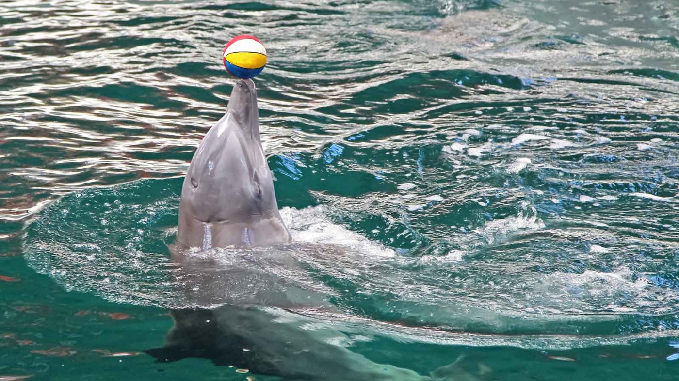 Ocean Einsteins: Exploring the genius minds of dolphins