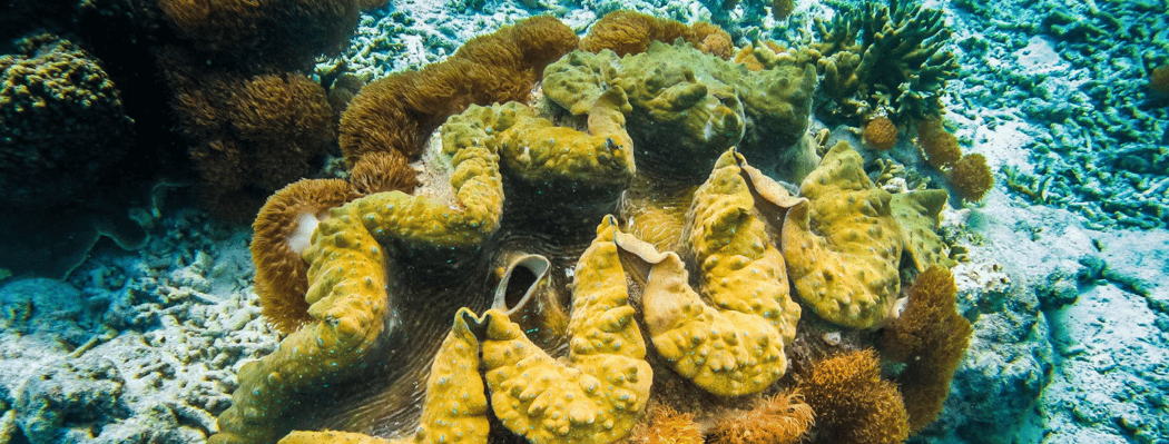 Understanding giant clams: Taxonomy and Reproduction