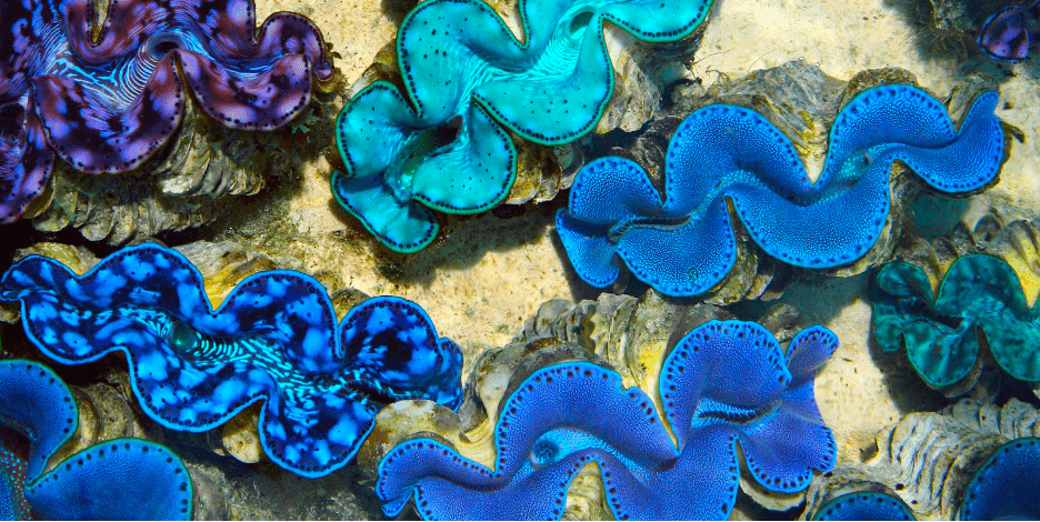 Understanding giant clams: Taxonomy and Reproduction