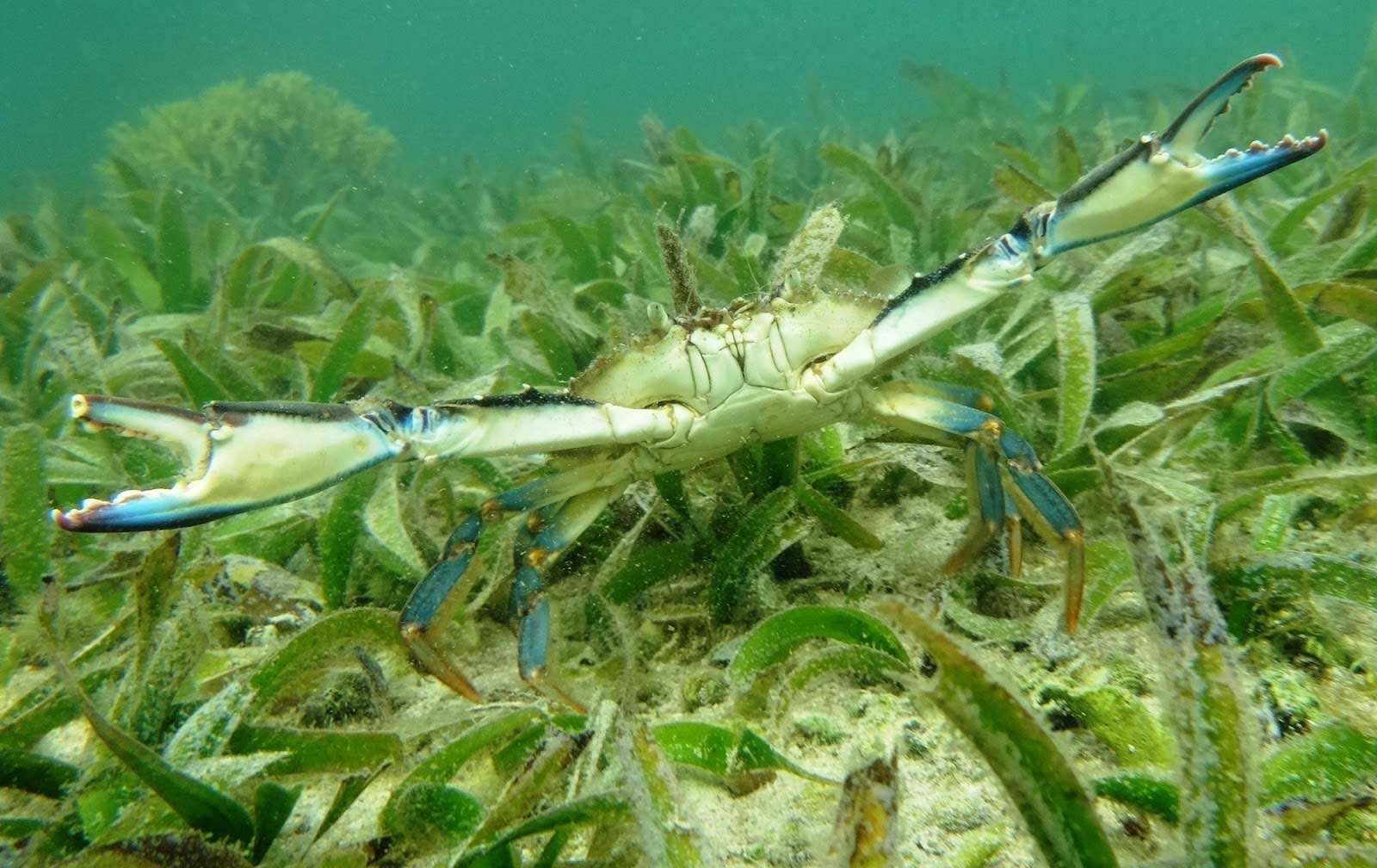 The Underwater Lungs of the World: Seagrass Meadows