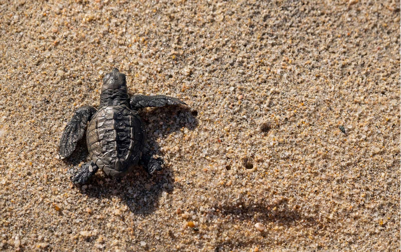 Harbingers of Hope: How Sea Turtles Are Indicators of Ocean Health