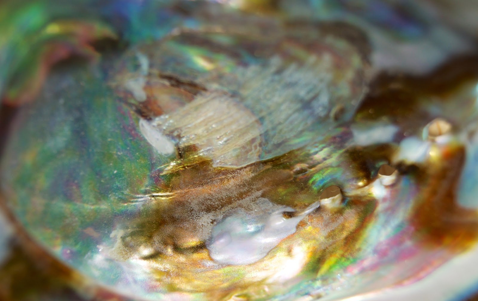 From Grain to Glamour: The Oyster's Pearl-Making Process