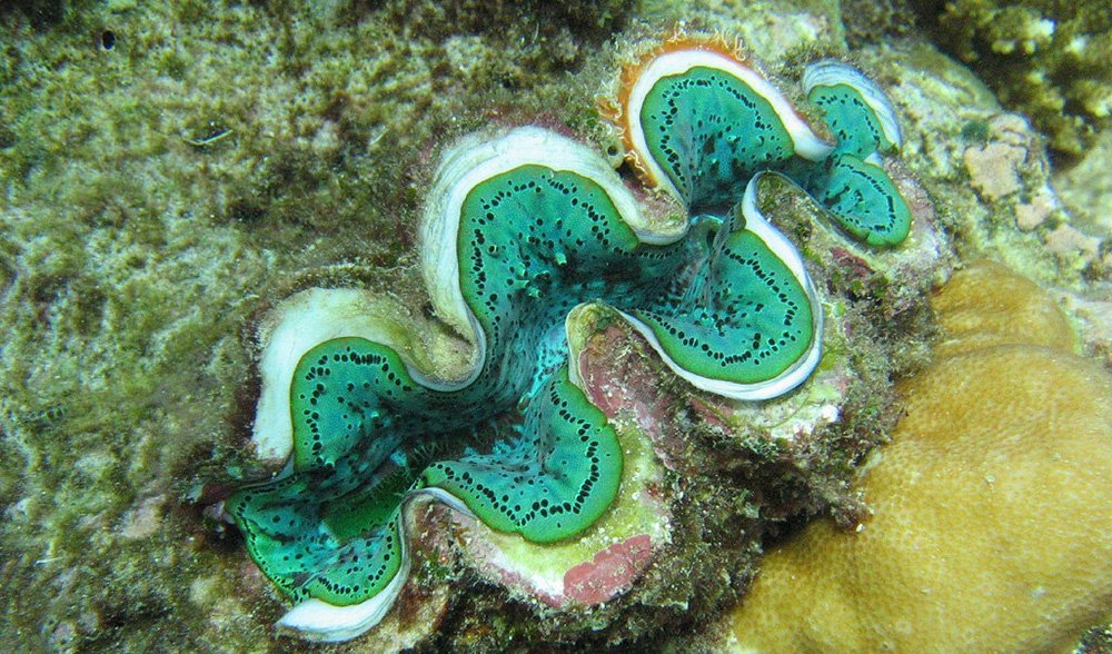 Understanding giant clams: Taxonomy and Reproduction